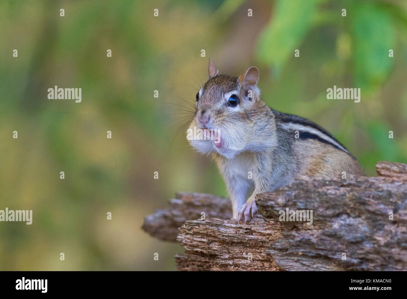 Chipmunk stuffing face hi-res stock photography and images - Alamy