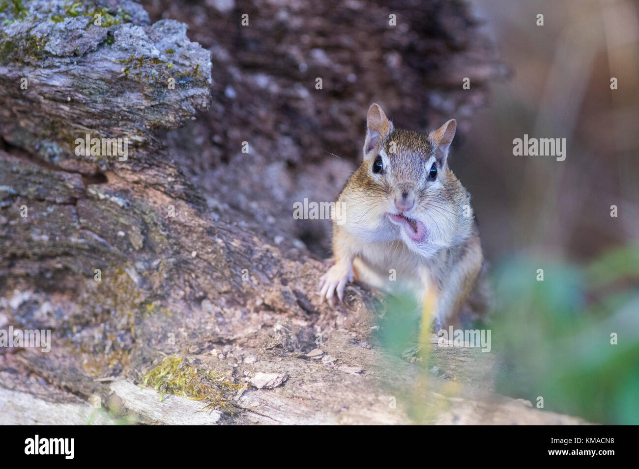 Chipmunk stuffing face hi-res stock photography and images - Alamy