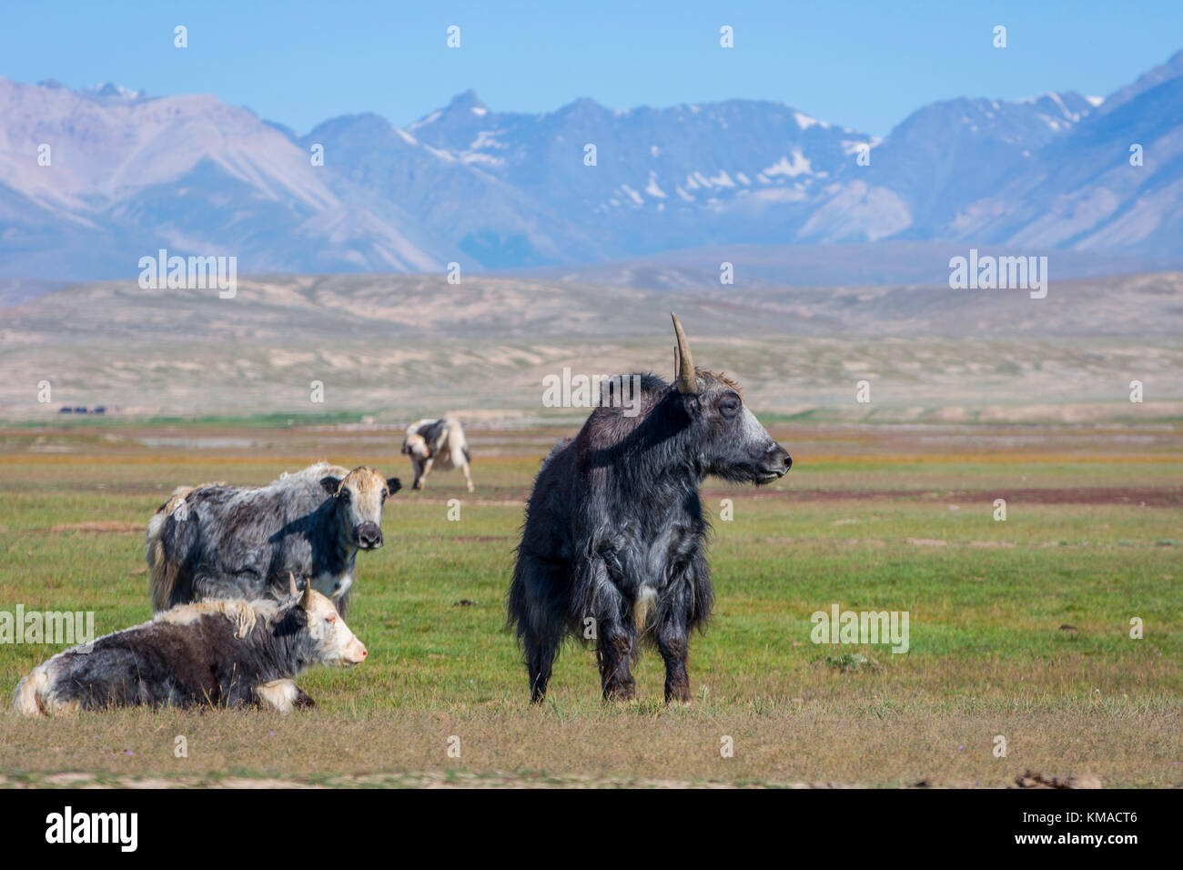 Big male black yak in the pasture in the mountains, Kyrgyzstan Stock ...