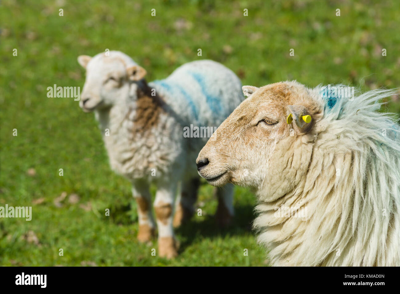 Welsh mountain sheep ewe keeps a watchful guard over her lamb on a ...