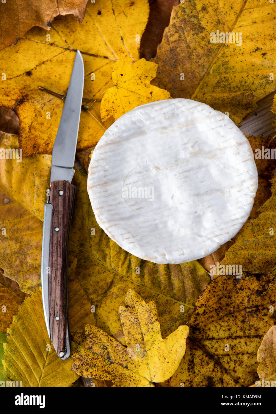 French Camembert cheese with knife on autumn leaves Stock Photo - Alamy