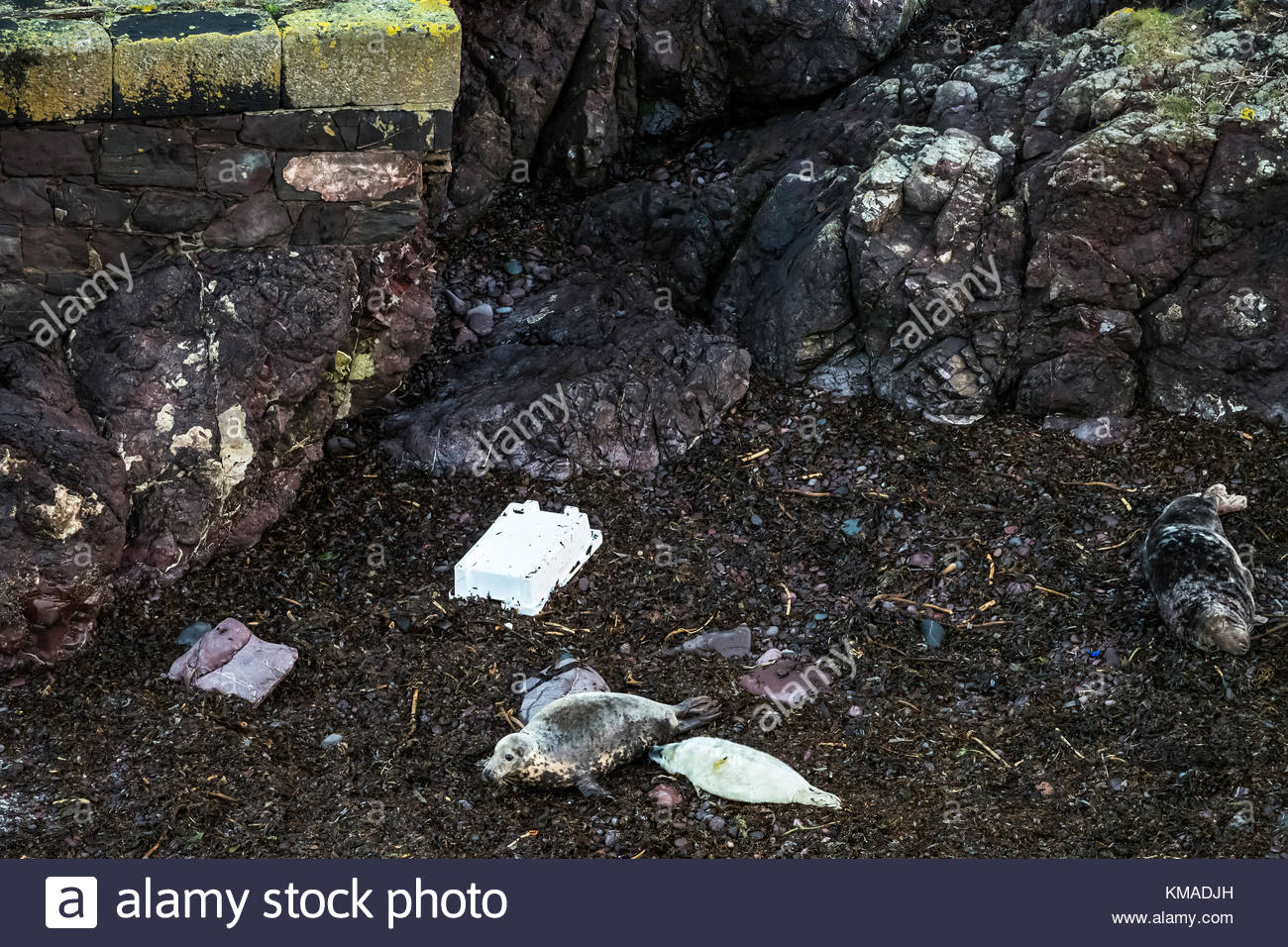 St Abbs Head Seals High Resolution Stock Photography and Images - Alamy