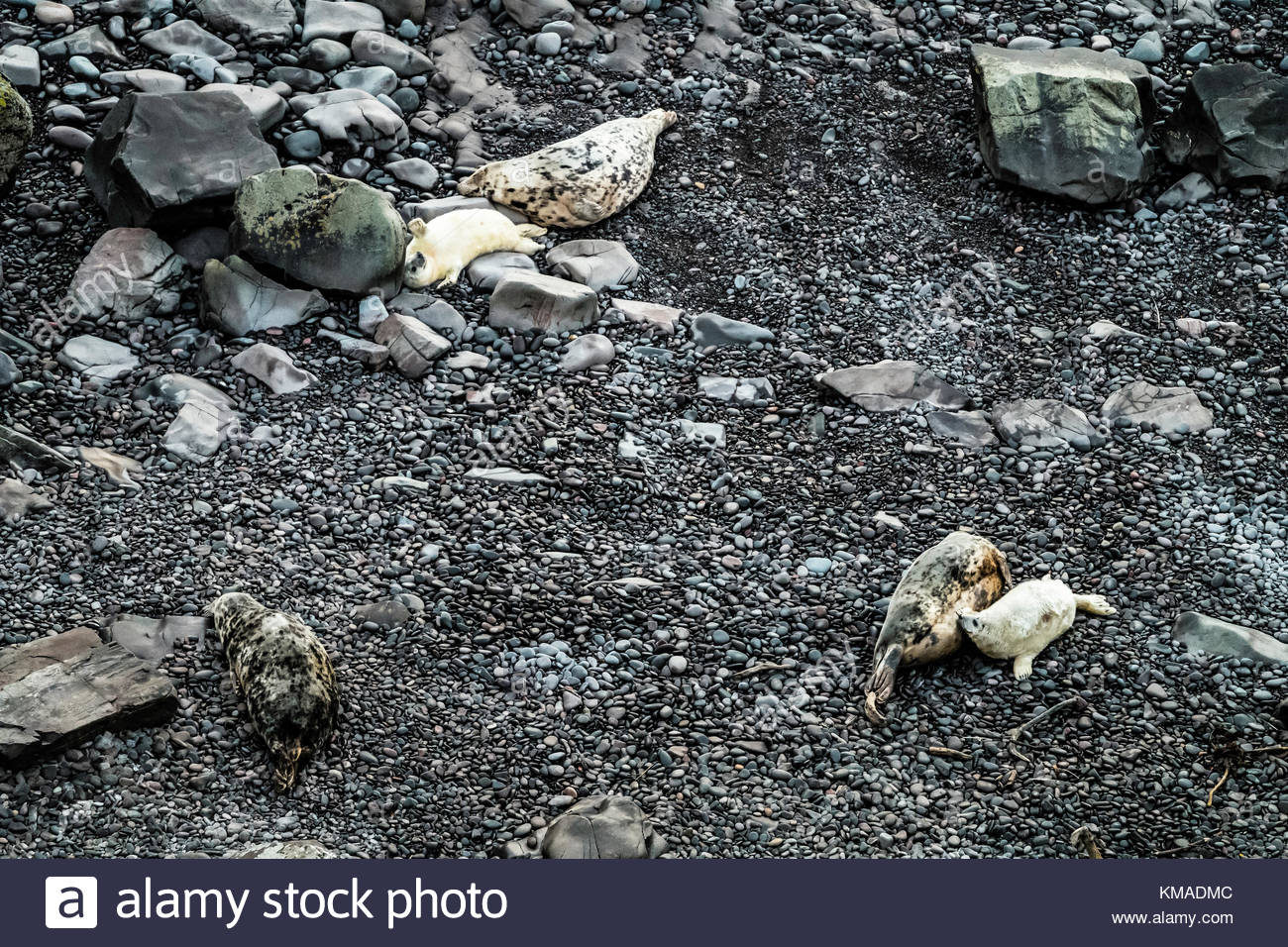 St Abbs Head Seals High Resolution Stock Photography and Images - Alamy