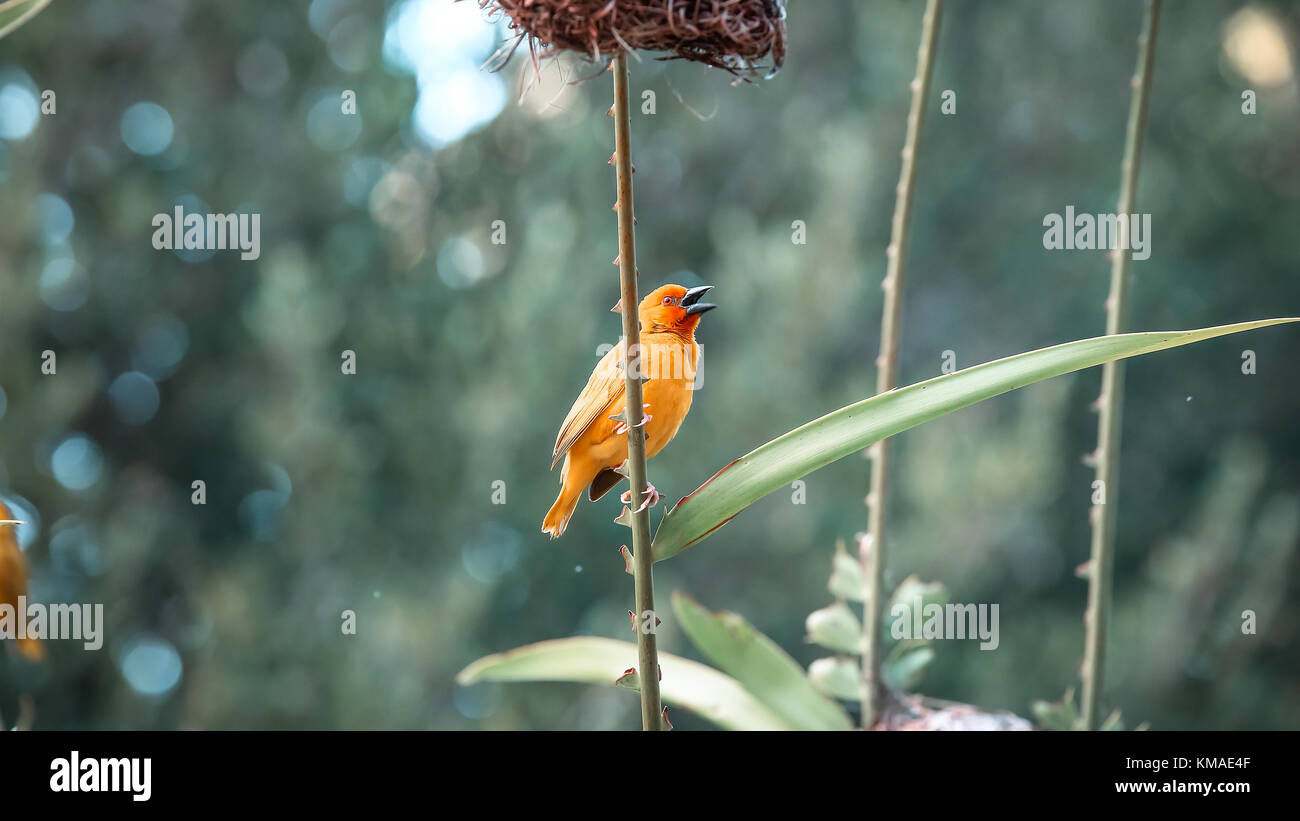 A little bird sits in the green grass. The bird flew to the bran Stock ...