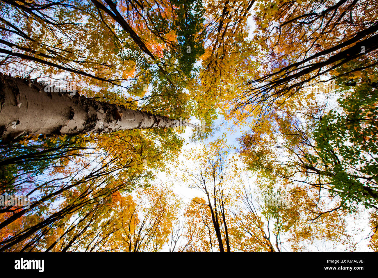 Autumn trees in sunset Stock Photo - Alamy