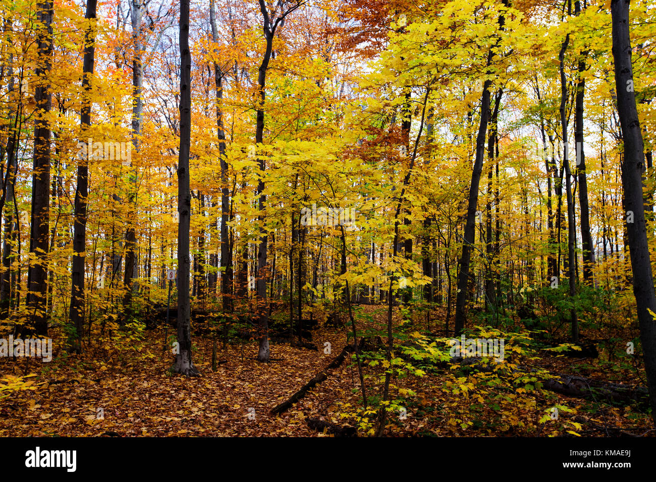 Autumn trees in sunset Stock Photo - Alamy