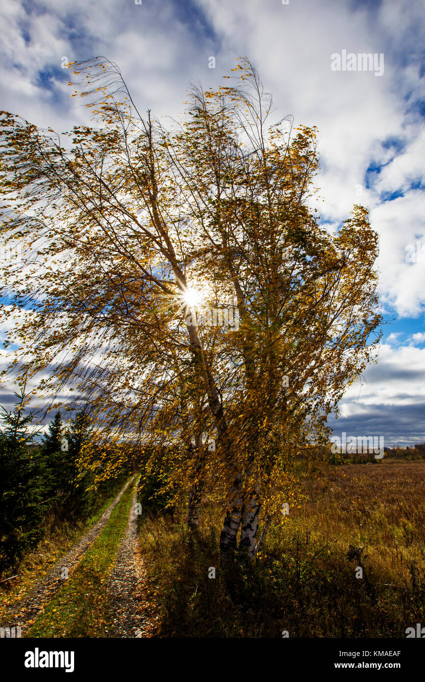 Autumn trees in sunset Stock Photo - Alamy