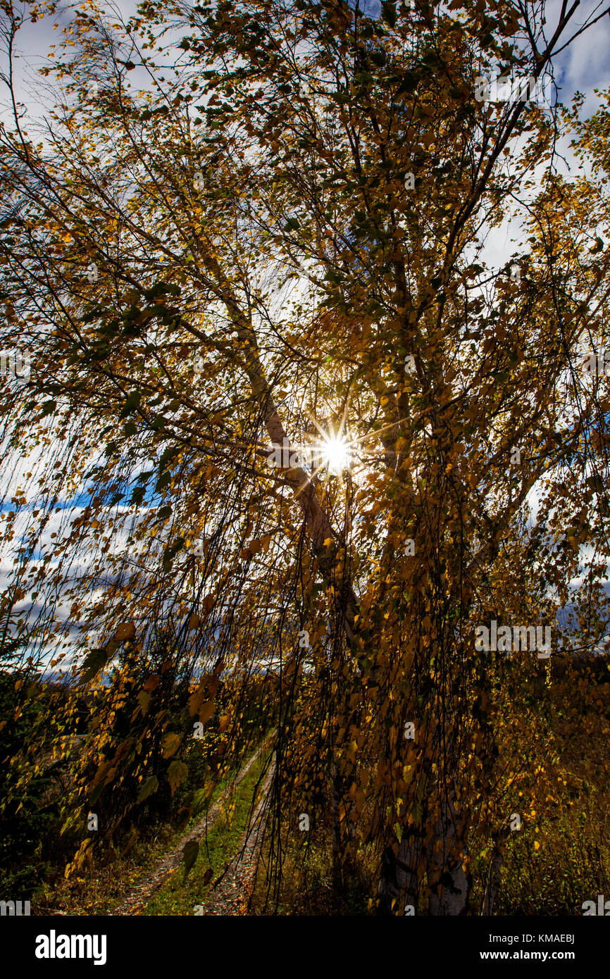 Autumn trees in sunset Stock Photo - Alamy
