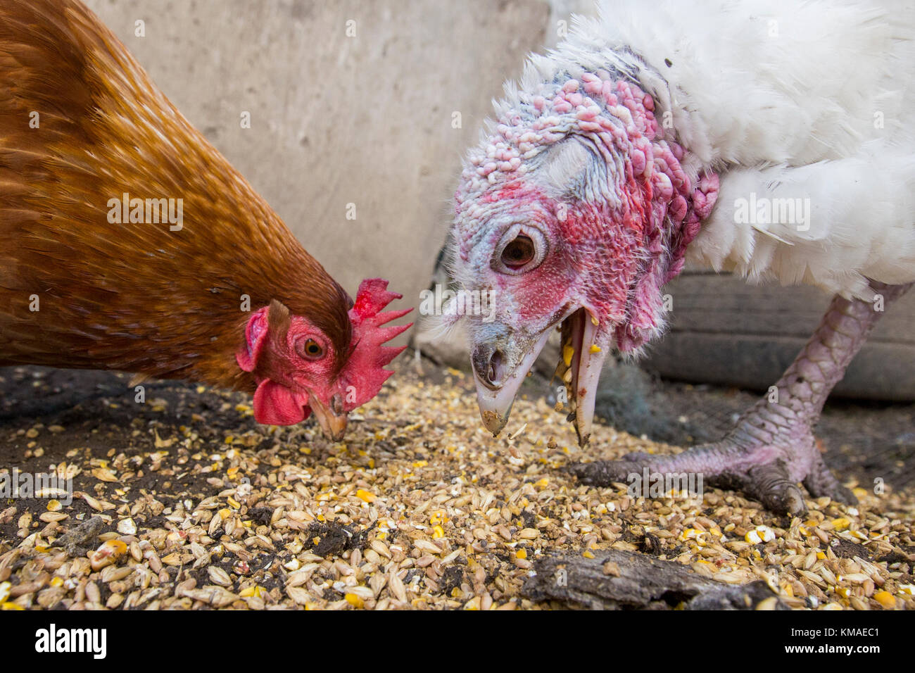 domestic turkey portrait Stock Photo - Alamy