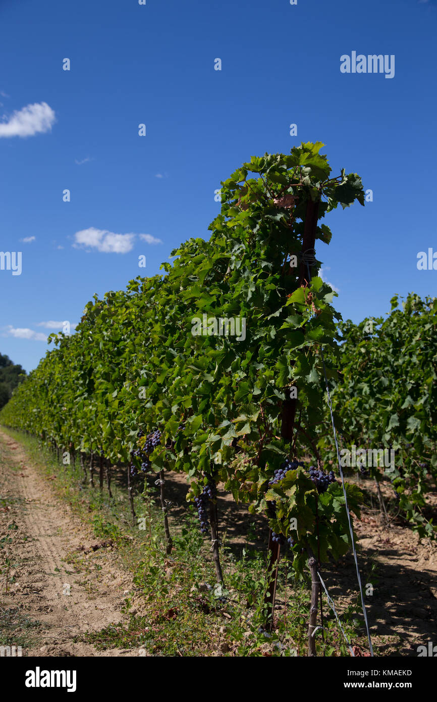 Vines in sunshine hi-res stock photography and images - Alamy