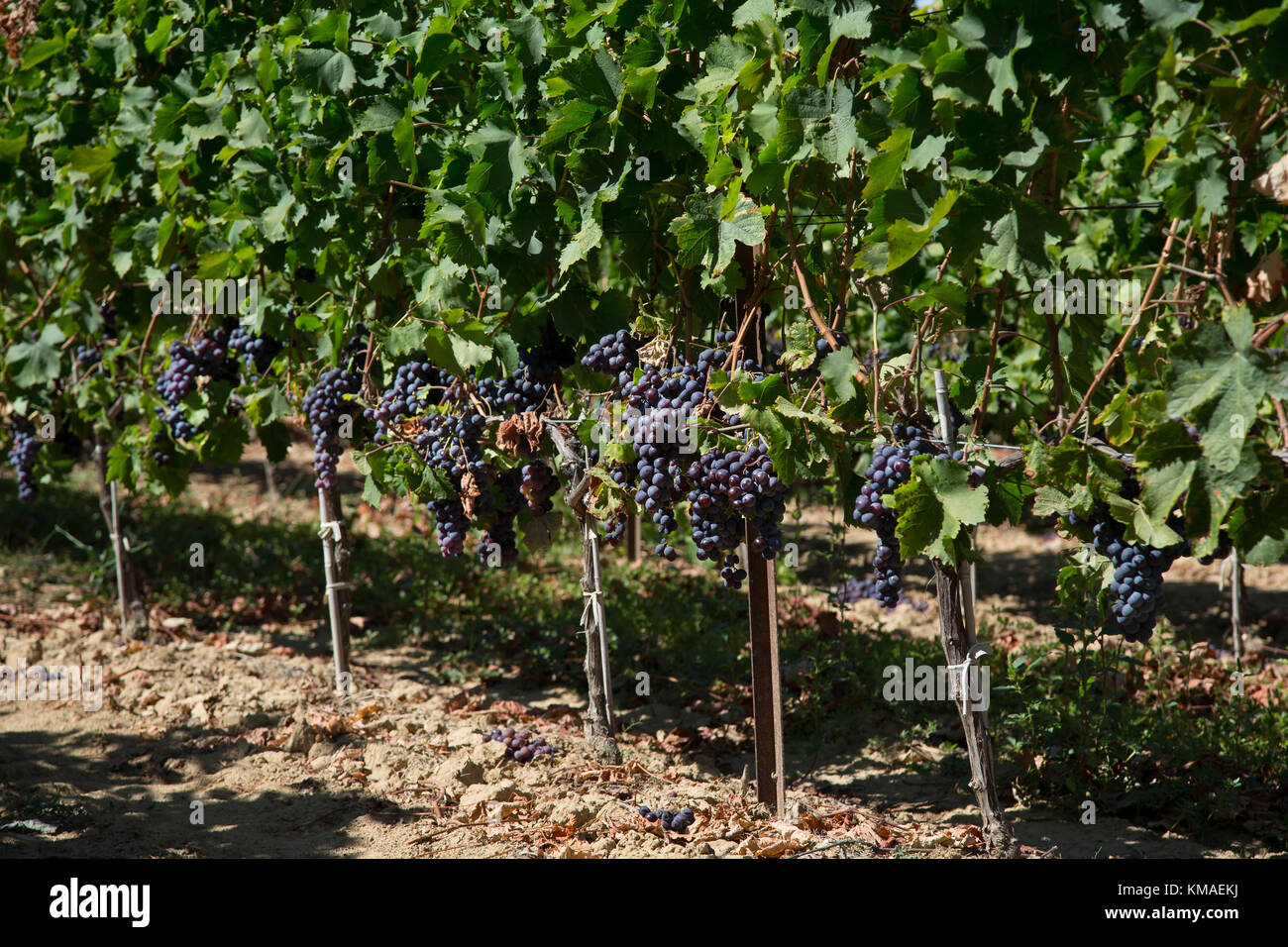 French vines in sunshine Stock Photo - Alamy