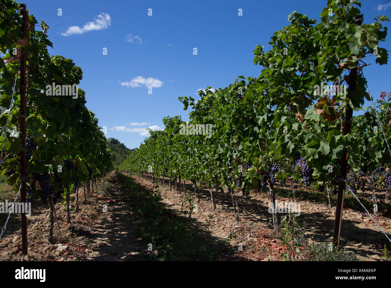 French vines in sunshine Stock Photo - Alamy