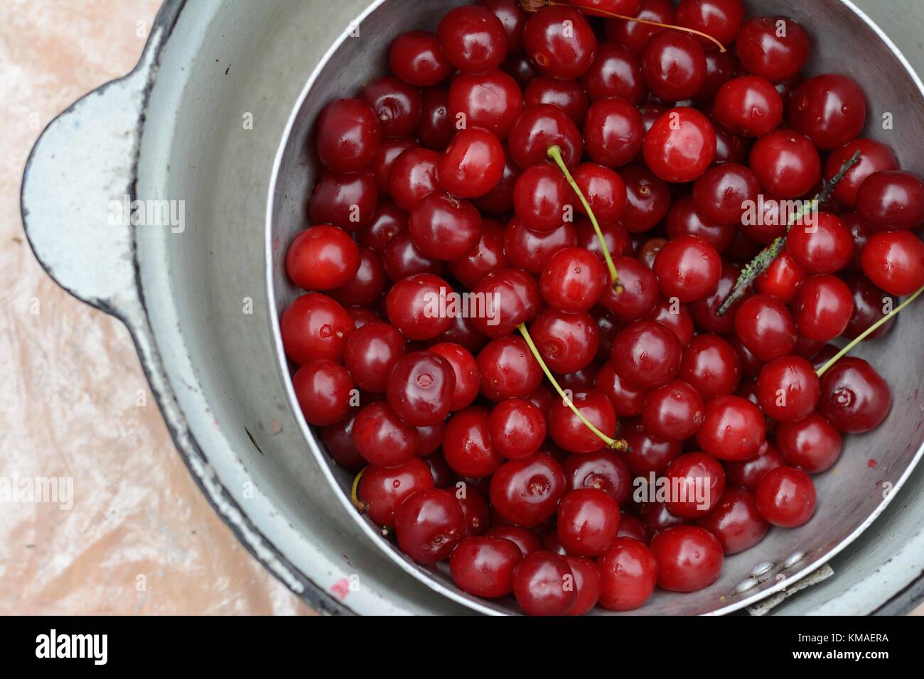 Freshly picked sour cherries (lat.Prunus cerasus Stock Photo - Alamy