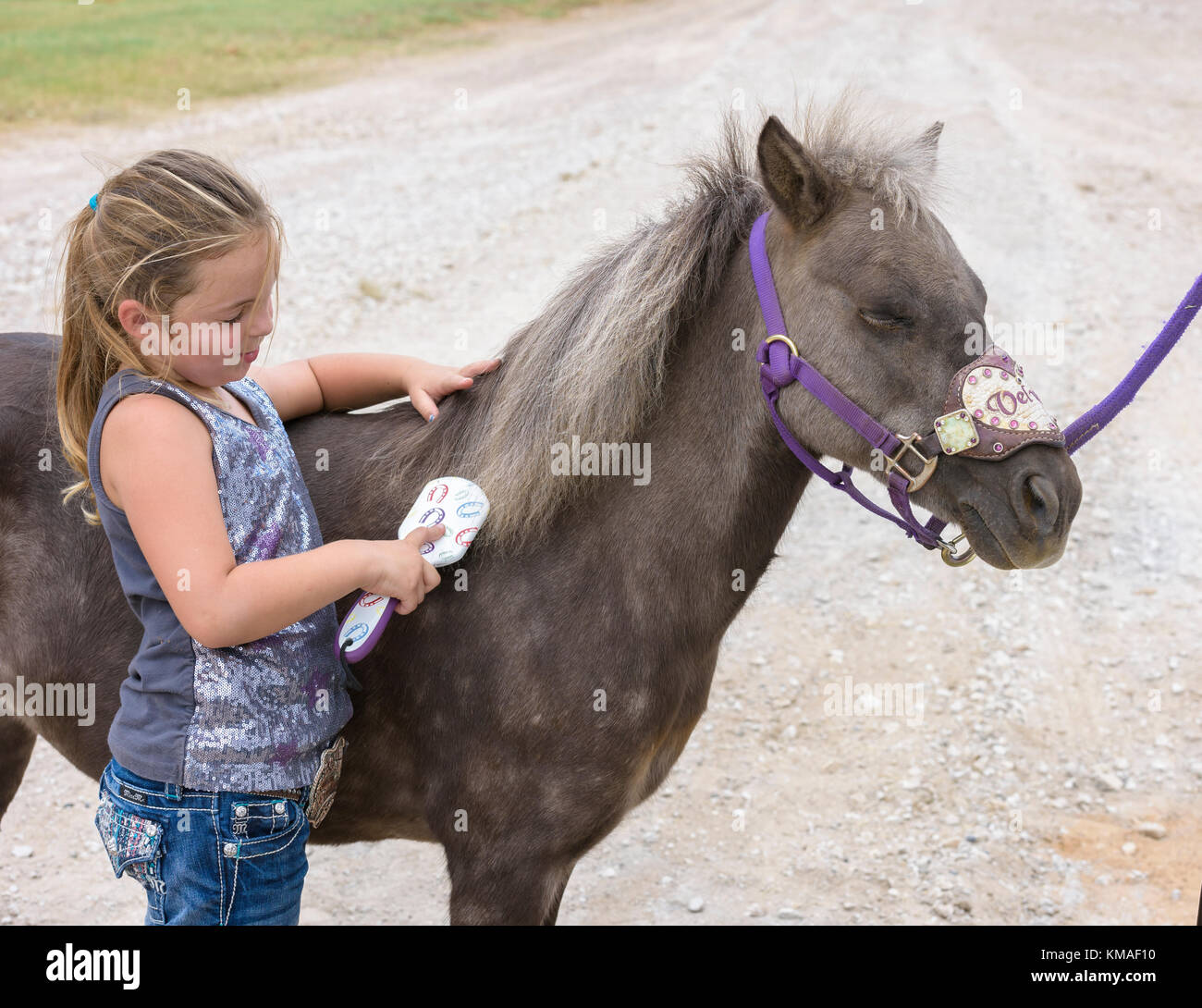 Brush pony hi-res stock photography and images - Alamy