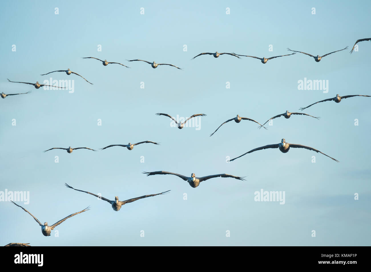 Flock of Pelicans in flight Stock Photo - Alamy