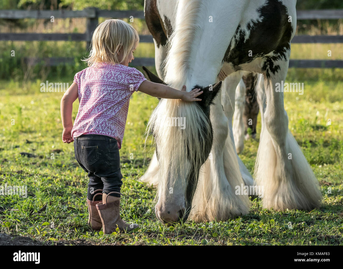 Toddler girl with Gypsy Vanner Horse mare in paddock Stock Photo - Alamy