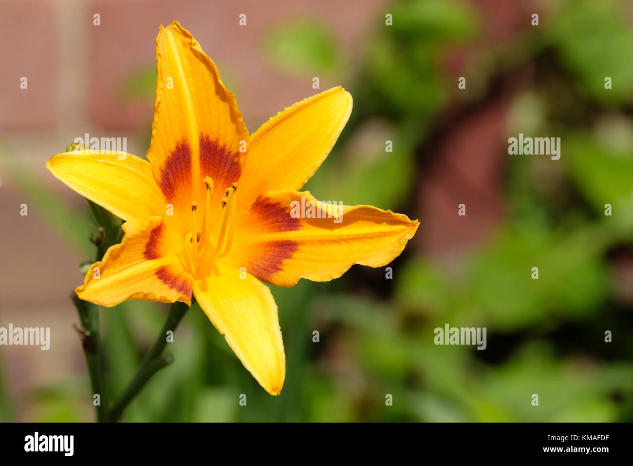 hemerocallis flower in summer Stock Photo - Alamy