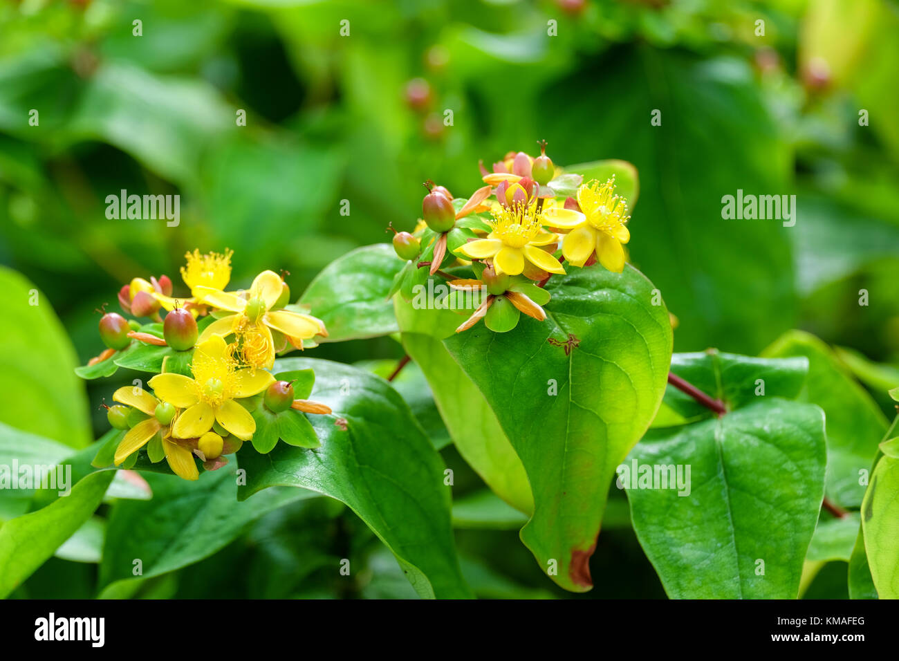 hypericum flowering in summer Stock Photo - Alamy