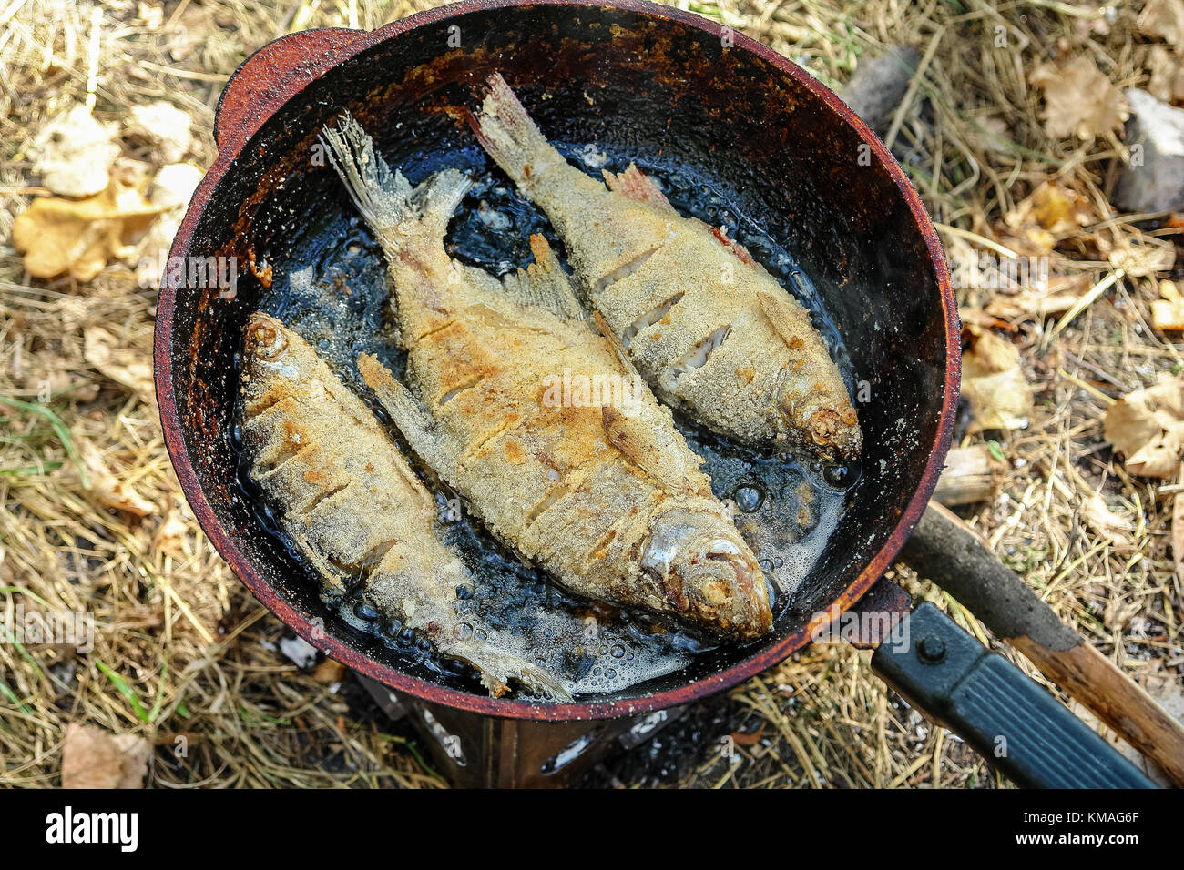 River fish fried in a frying pan Stock Photo - Alamy