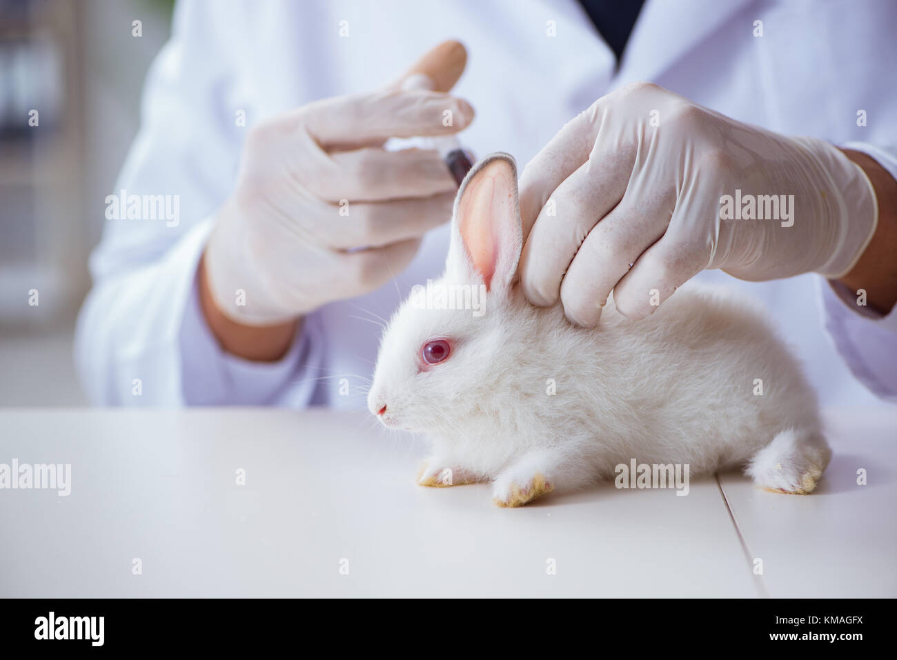 Vet doctor examining rabbit in pet hospital Stock Photo - Alamy