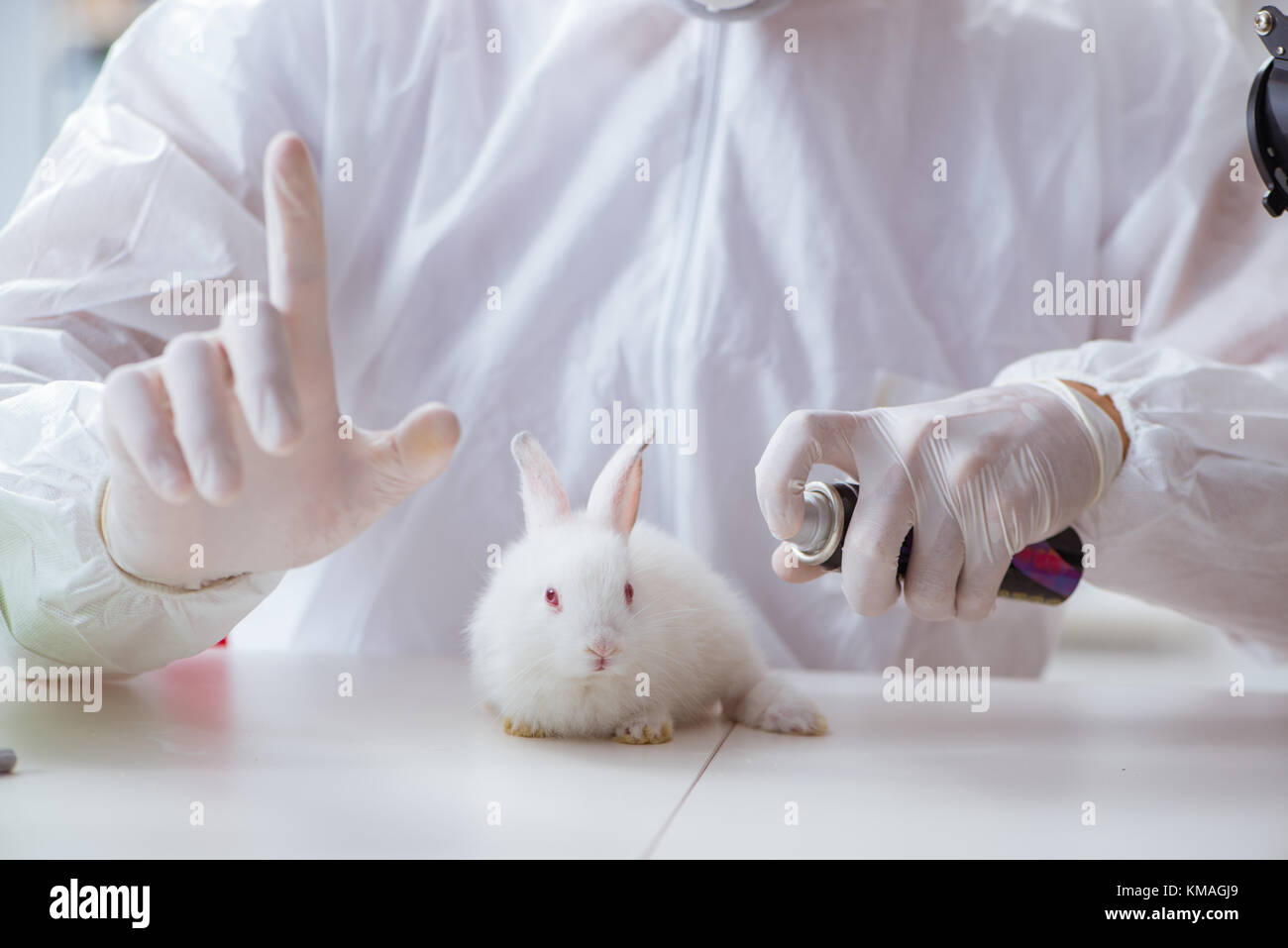Scientist doing animal experiment in lab with rabbit Stock Photo - Alamy