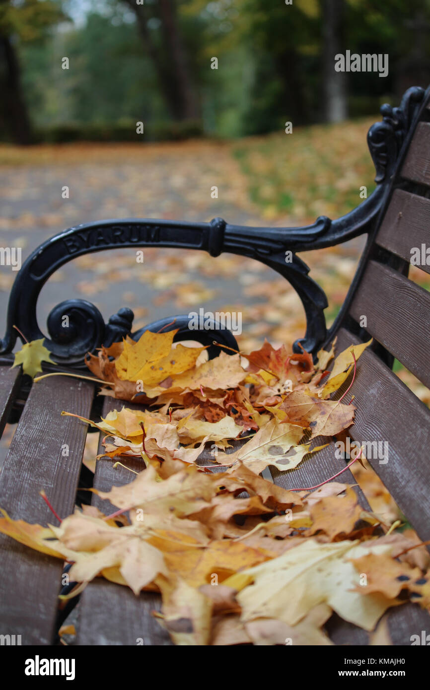 Red fall leaves bench yellow hi-res stock photography and images - Alamy