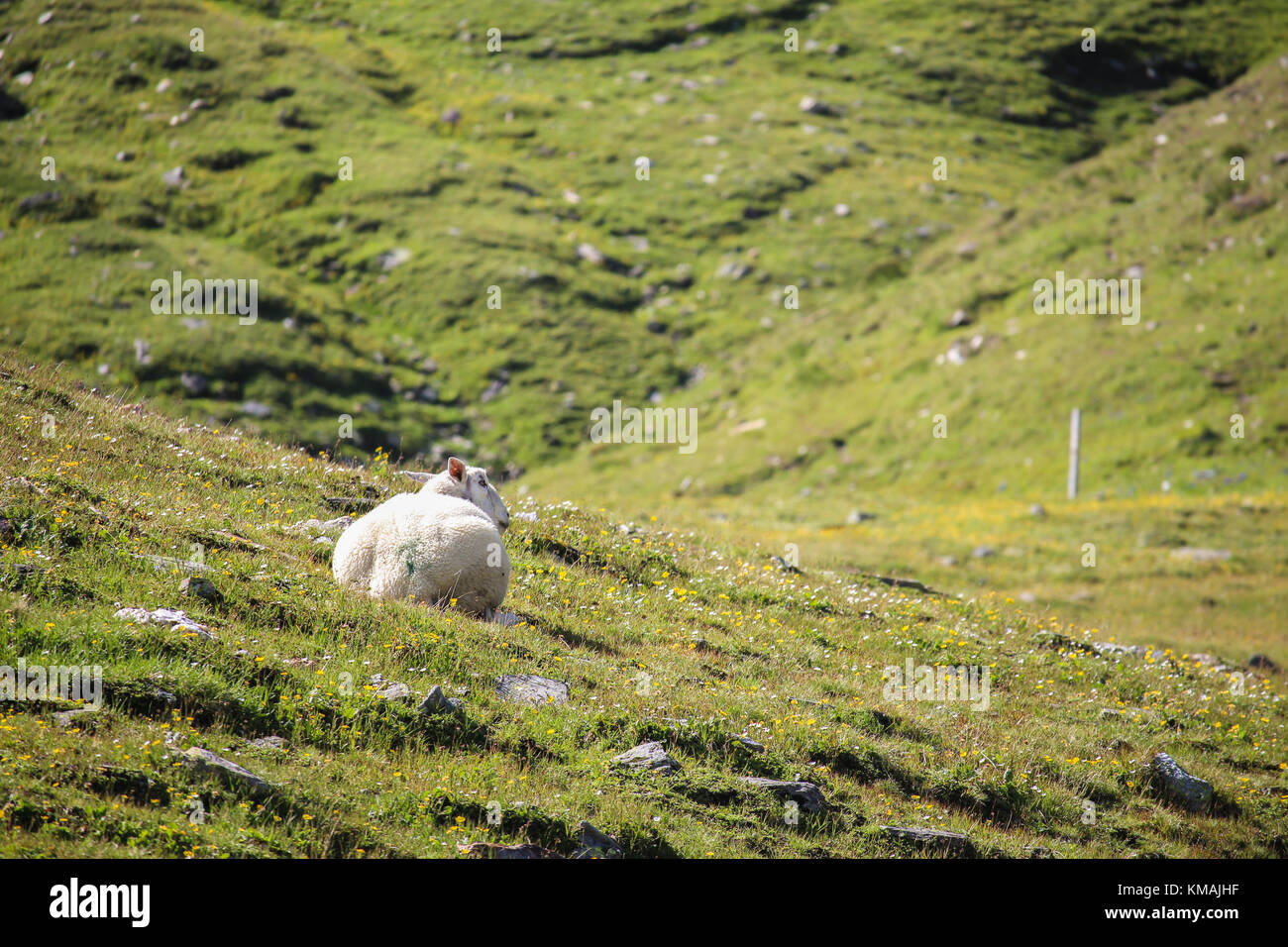 Austria Sheep High Resolution Stock Photography and Images - Alamy