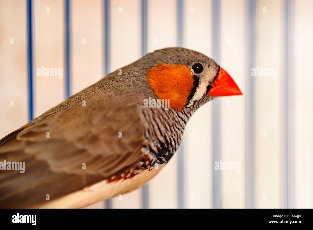 Silver finches hi-res stock photography and images - Alamy
