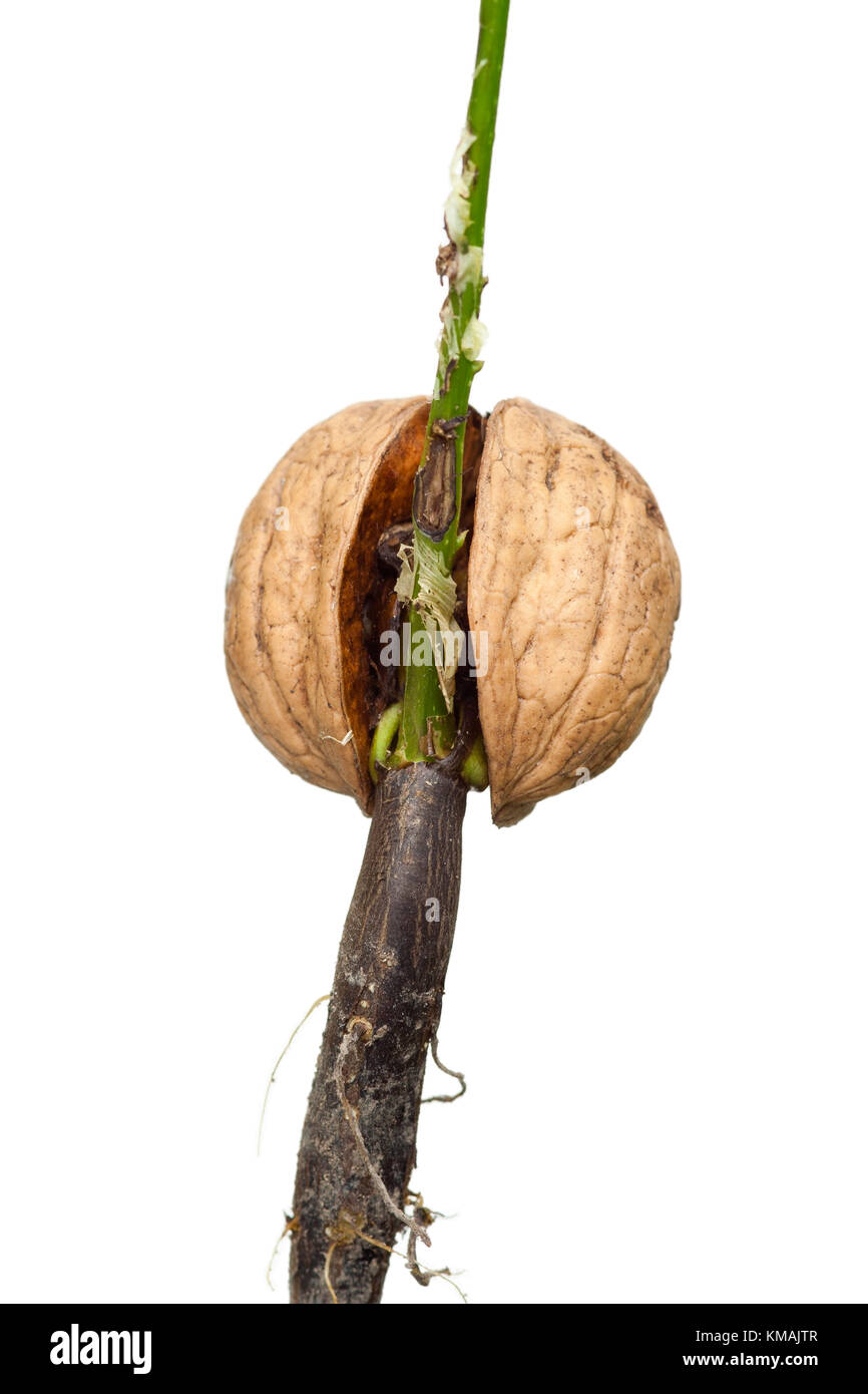 Germinating seed to sprout of nut hi-res stock photography and images ...
