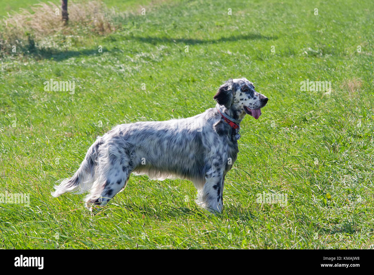 English setter dog hi-res stock photography and images - Alamy
