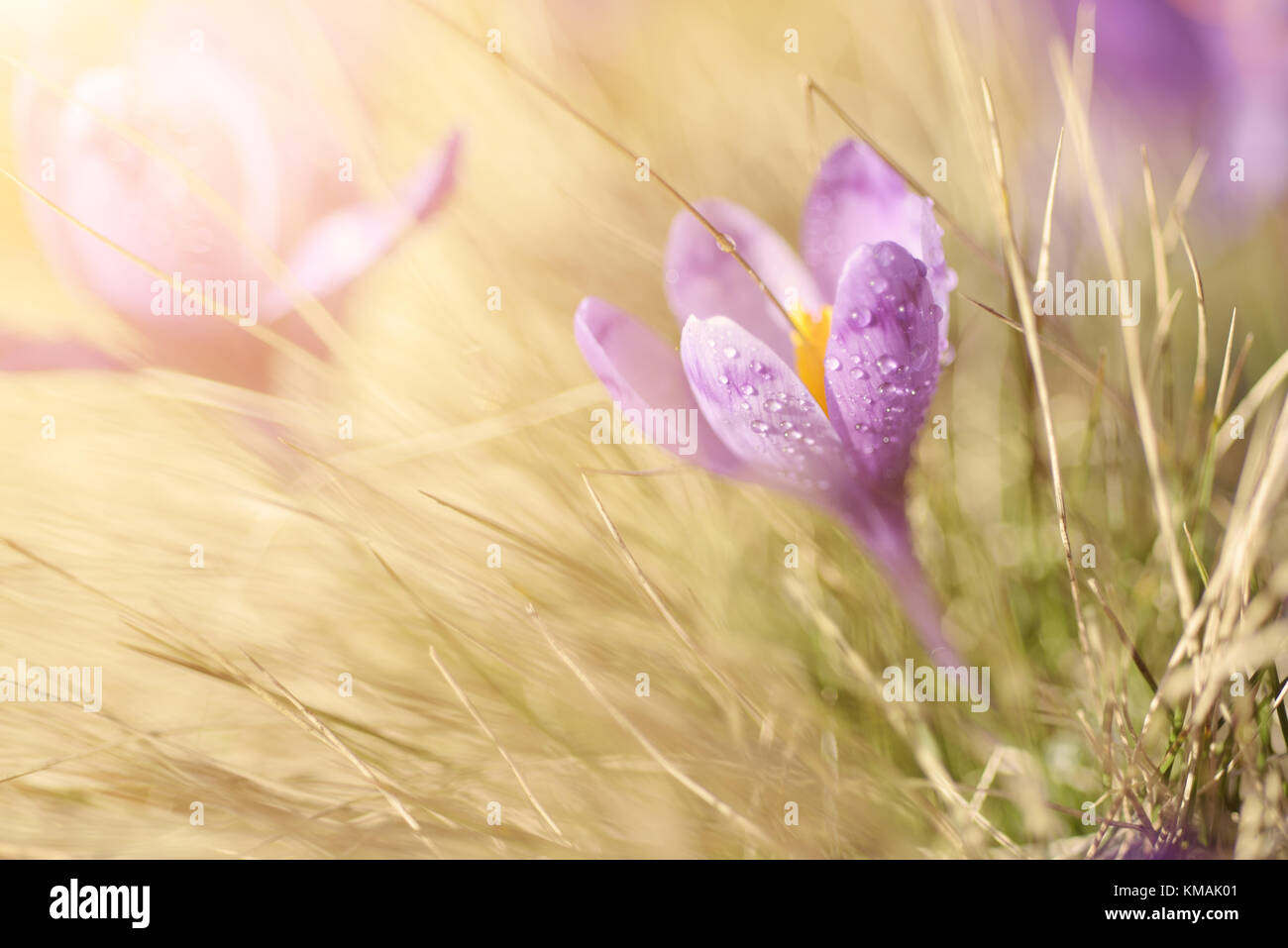 Spring crocus flower Stock Photo - Alamy