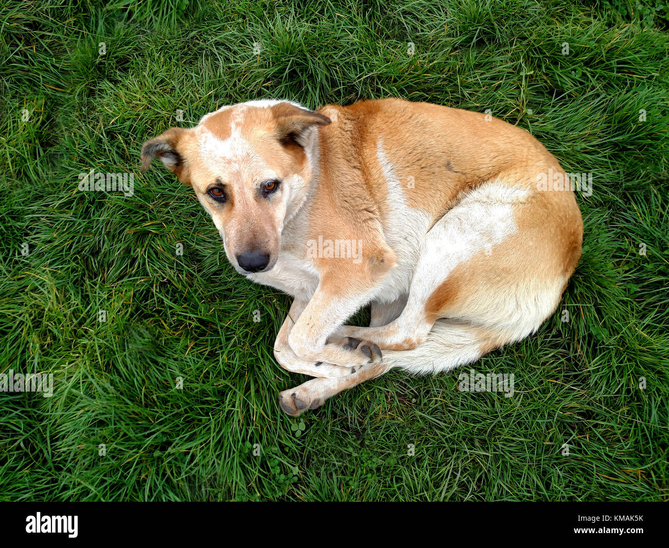 Yellow sad looking dog laying on green grass Stock Photo - Alamy