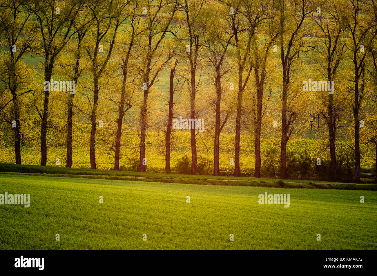 Beautiful golden trees Stock Photo - Alamy