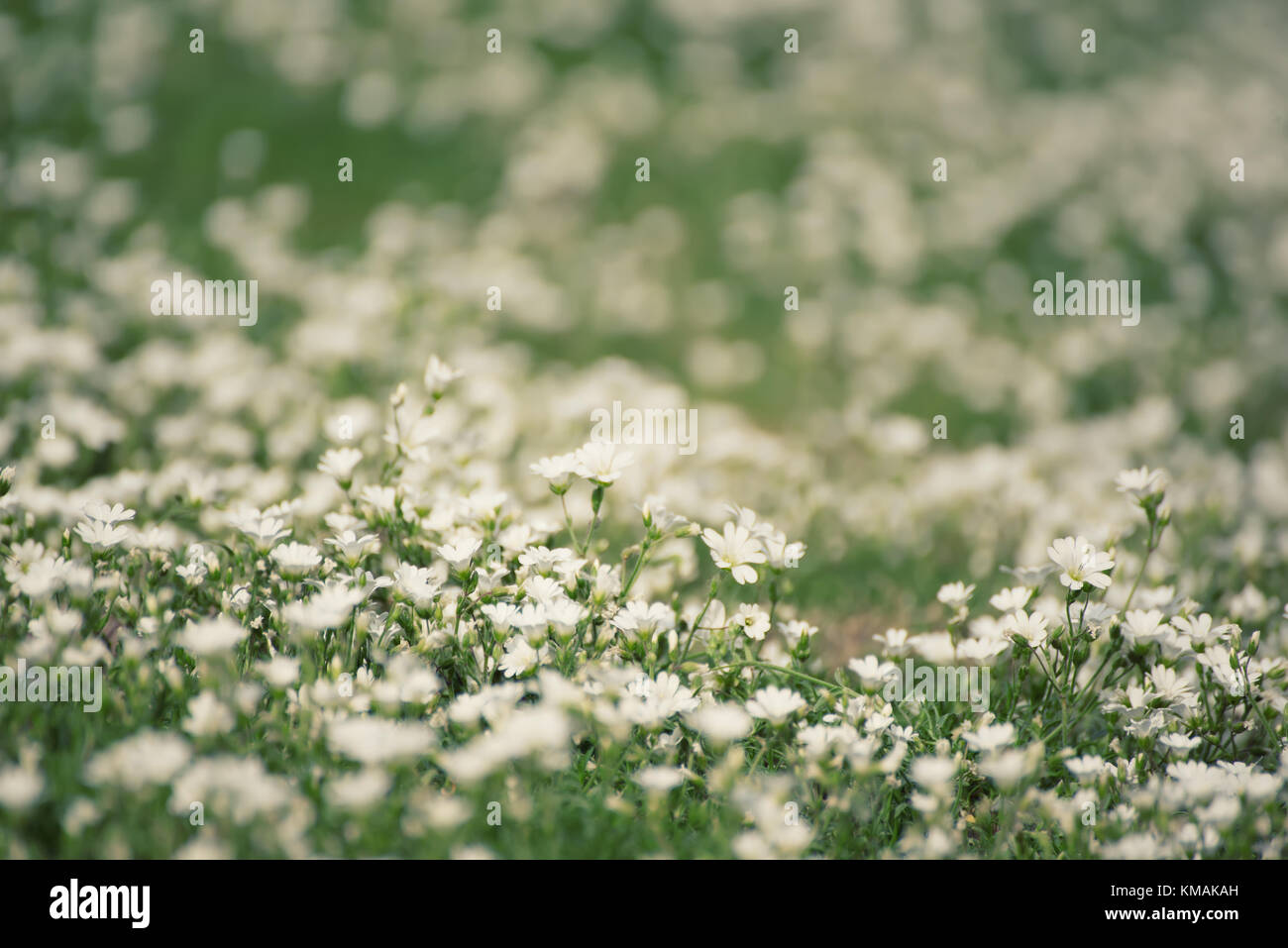 White spring flowers Stock Photo - Alamy