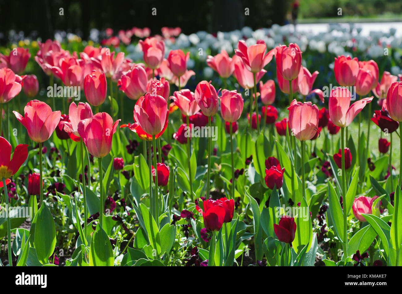 Violet tulip flowers Stock Photo - Alamy