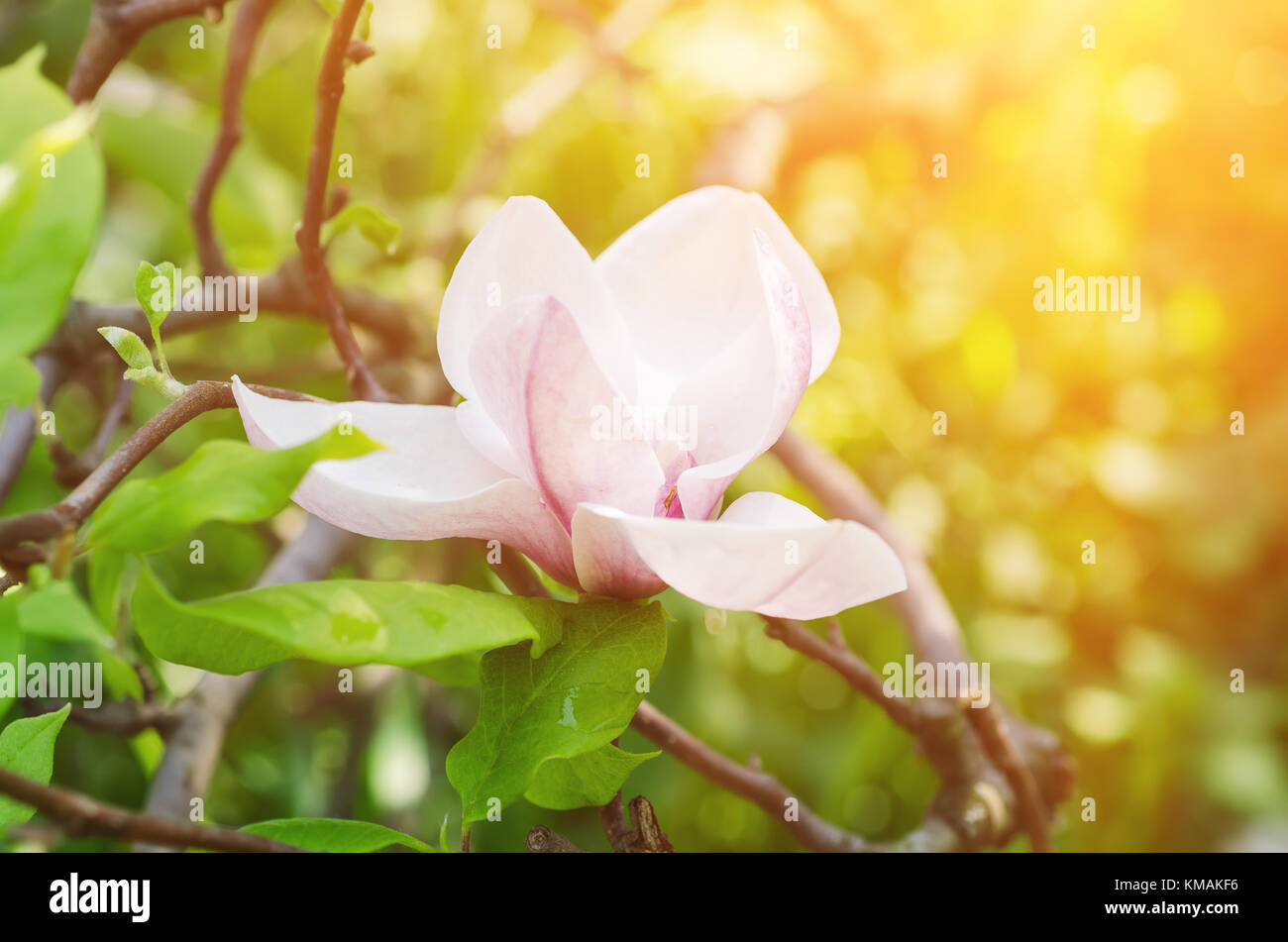 Magnolia spring flowers Stock Photo - Alamy