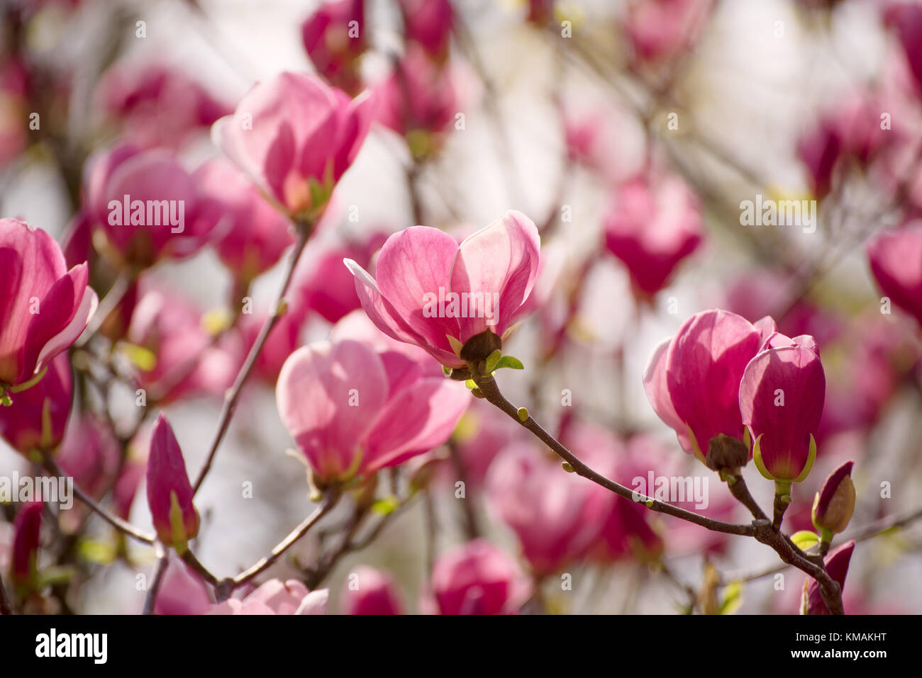 Magnolia spring flowers Stock Photo - Alamy