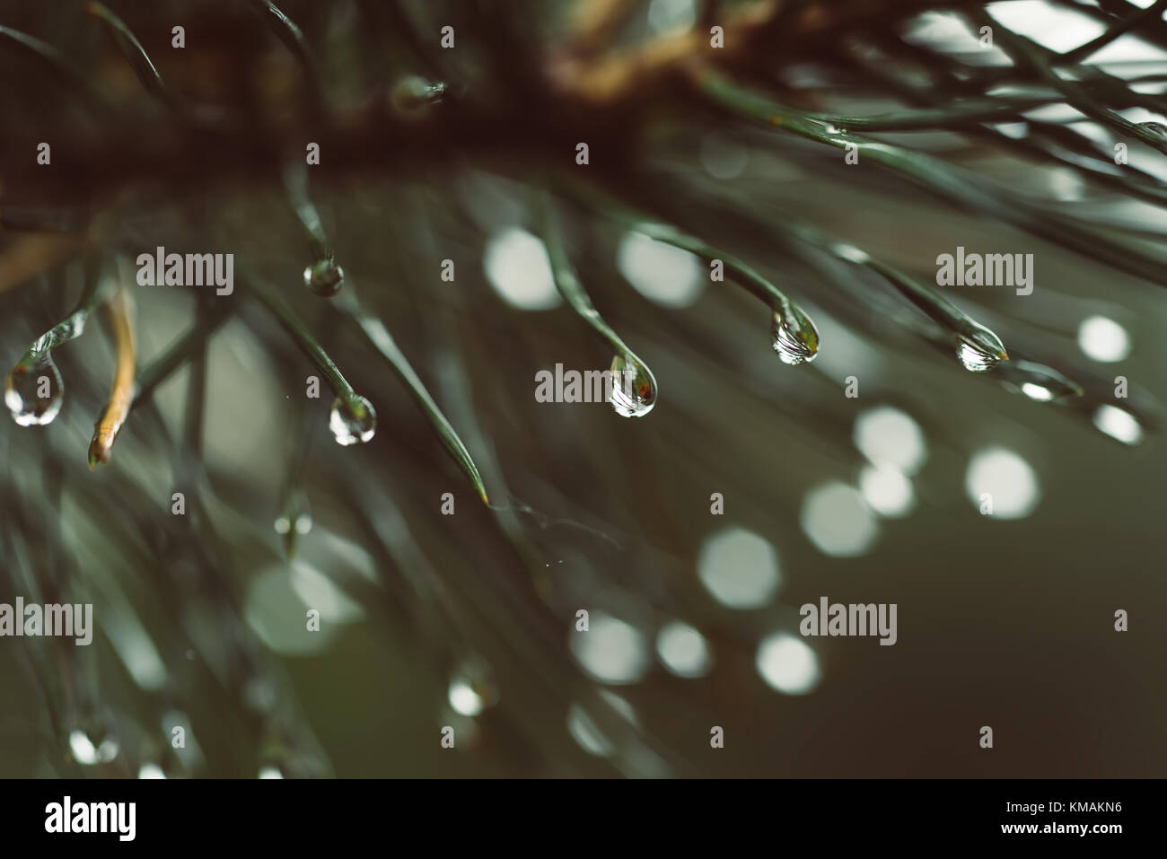 Wet pine tree Stock Photo - Alamy