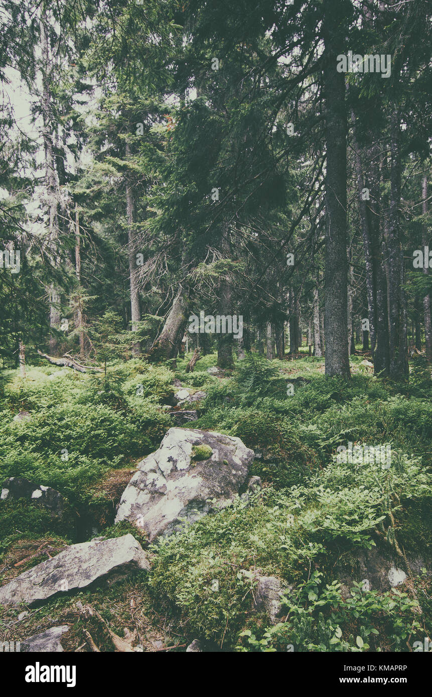 North scandinavian forest Stock Photo - Alamy