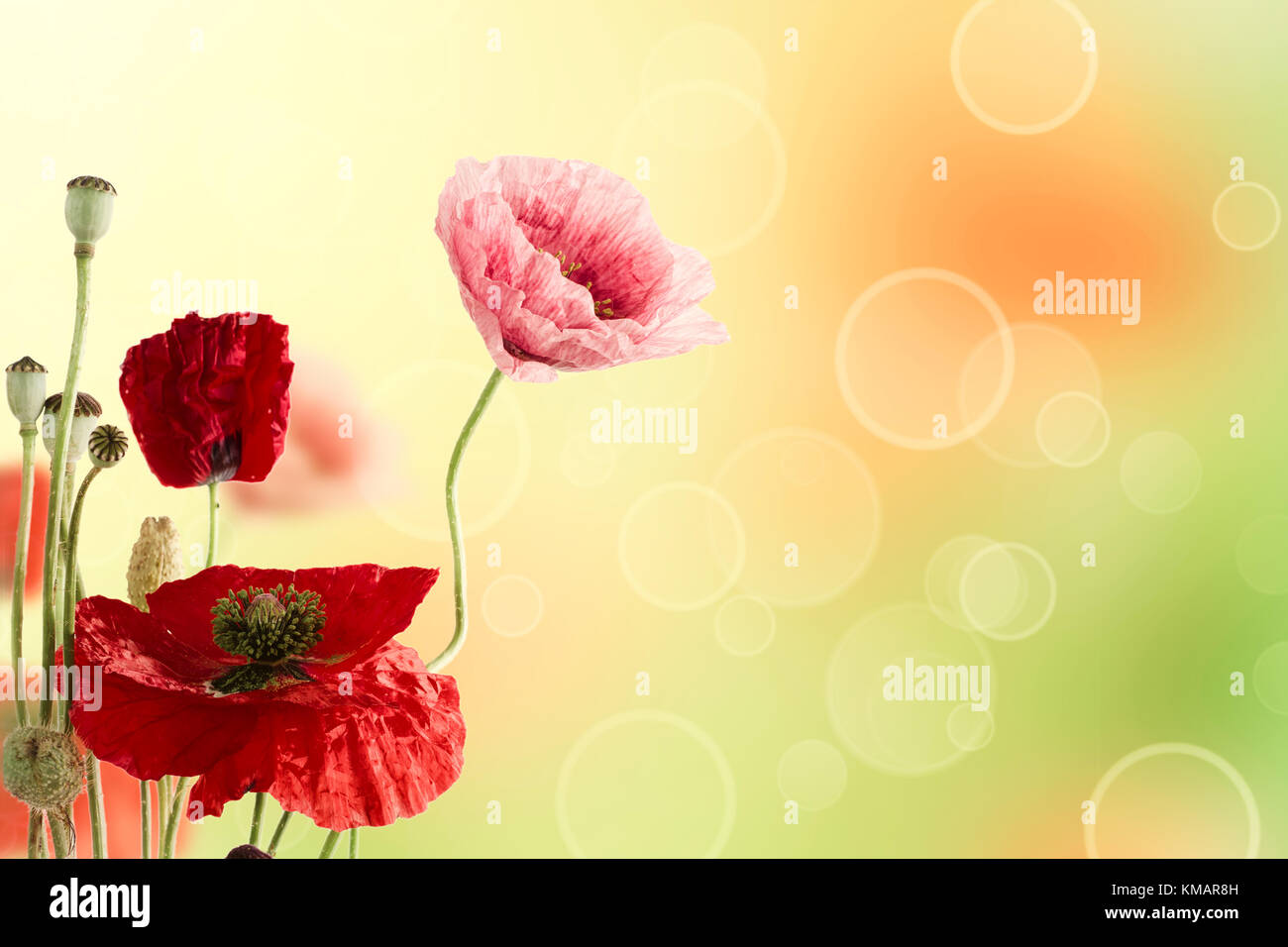 Poppy flowers background Stock Photo - Alamy