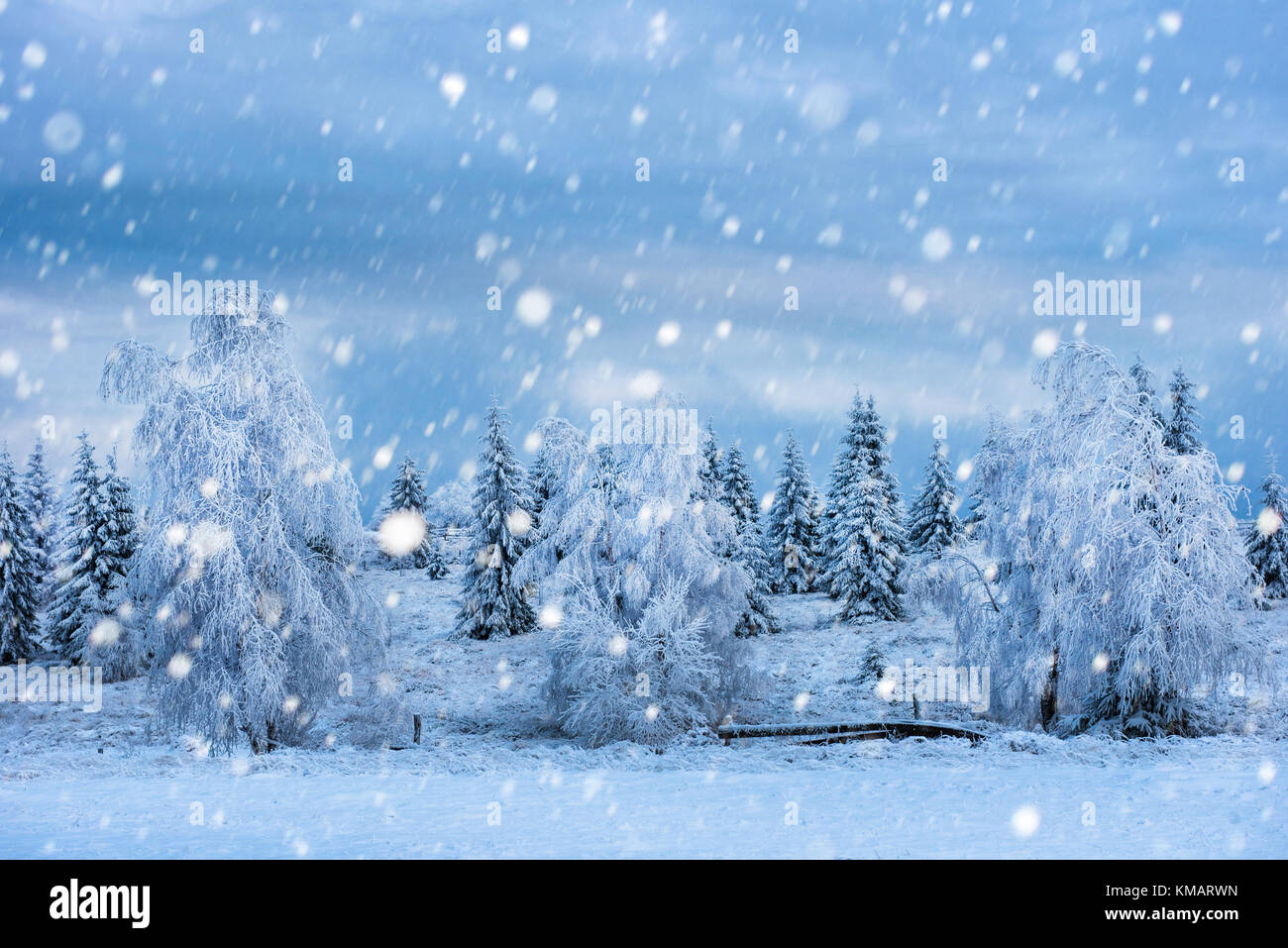 Fairy winter landscape with fir trees and snowfall. Christmas ...