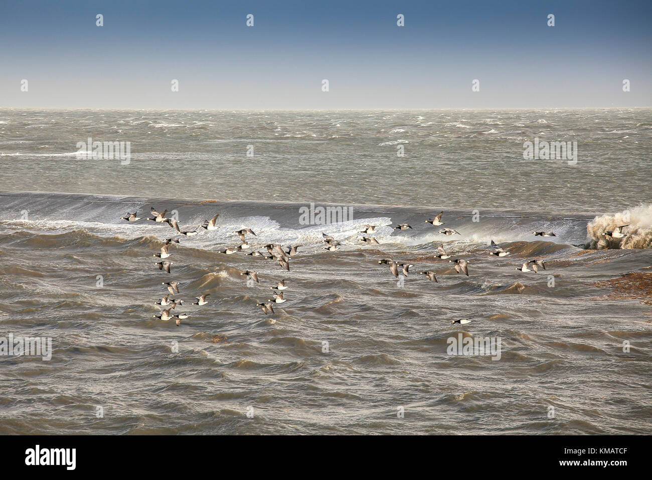 Big group of geese flying across the sea Stock Photo - Alamy