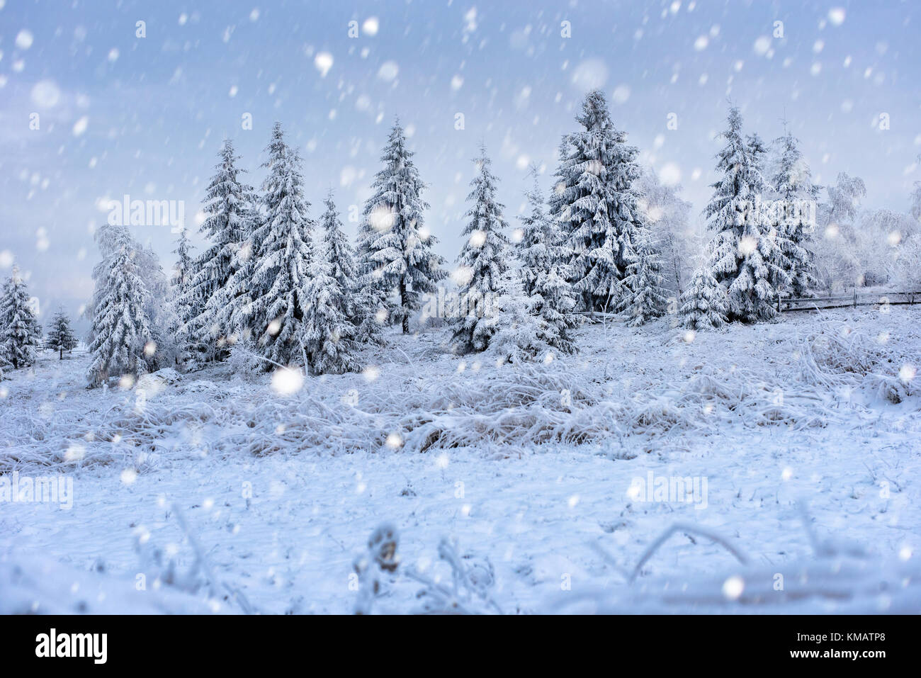 Fairy winter landscape with fir trees and snowfall. Christmas ...