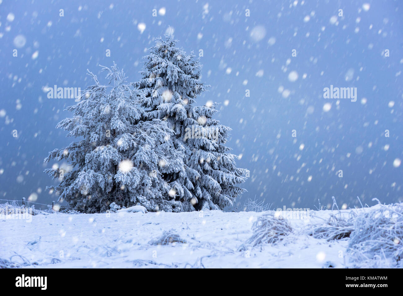 Fairy winter landscape with fir trees and snowfall. Christmas ...