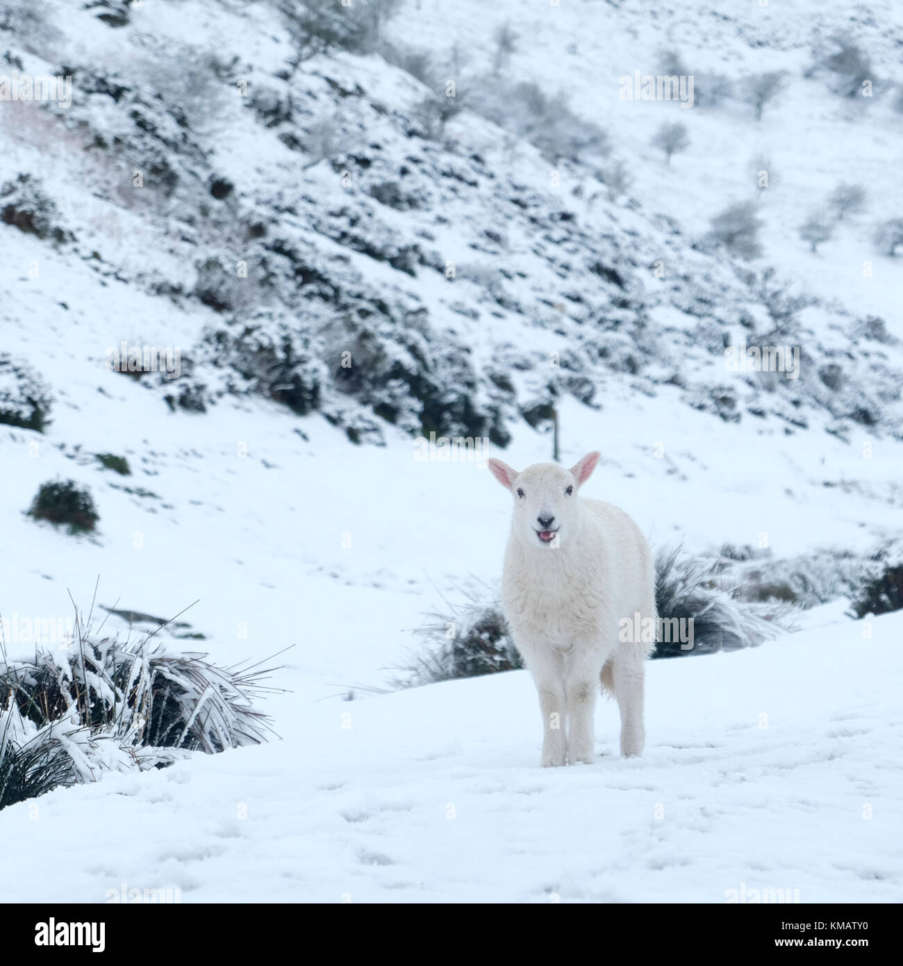 Weather cold lamb hi-res stock photography and images - Alamy