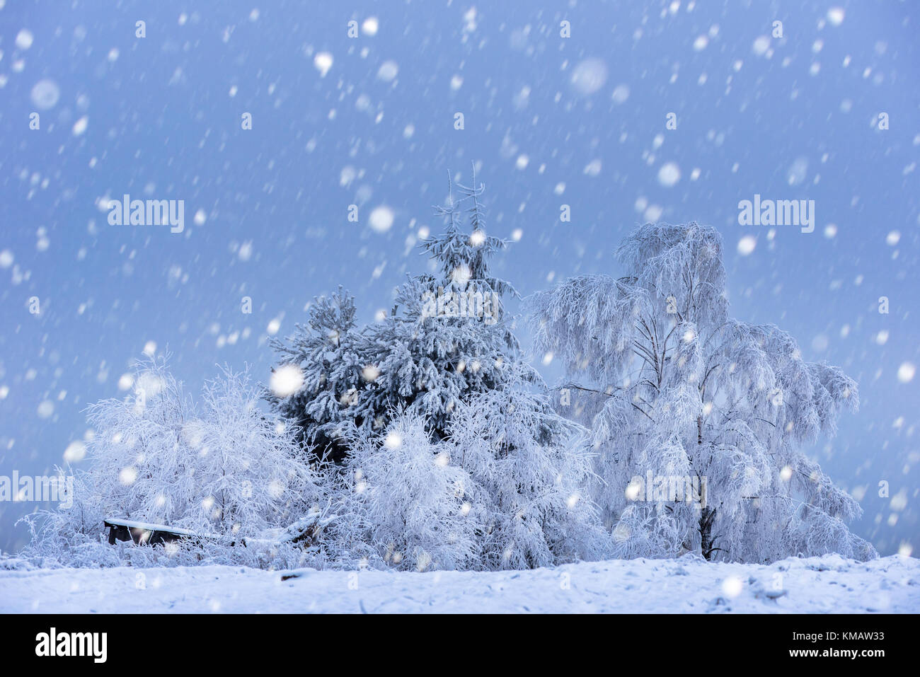 Fairy winter landscape with fir trees and snowfall. Christmas ...