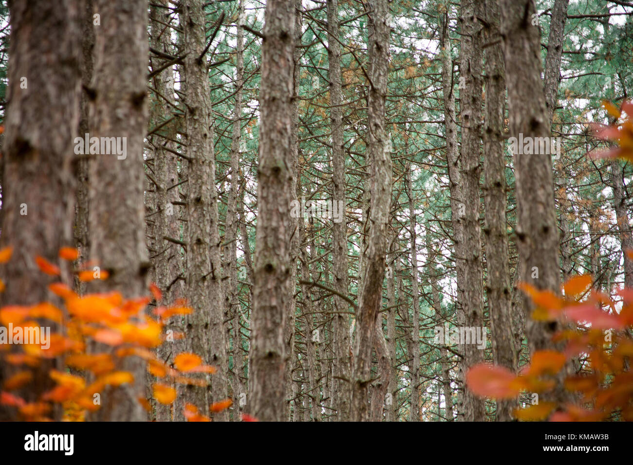 Autumn trees in a beautiful forest straight tall trunks without ...