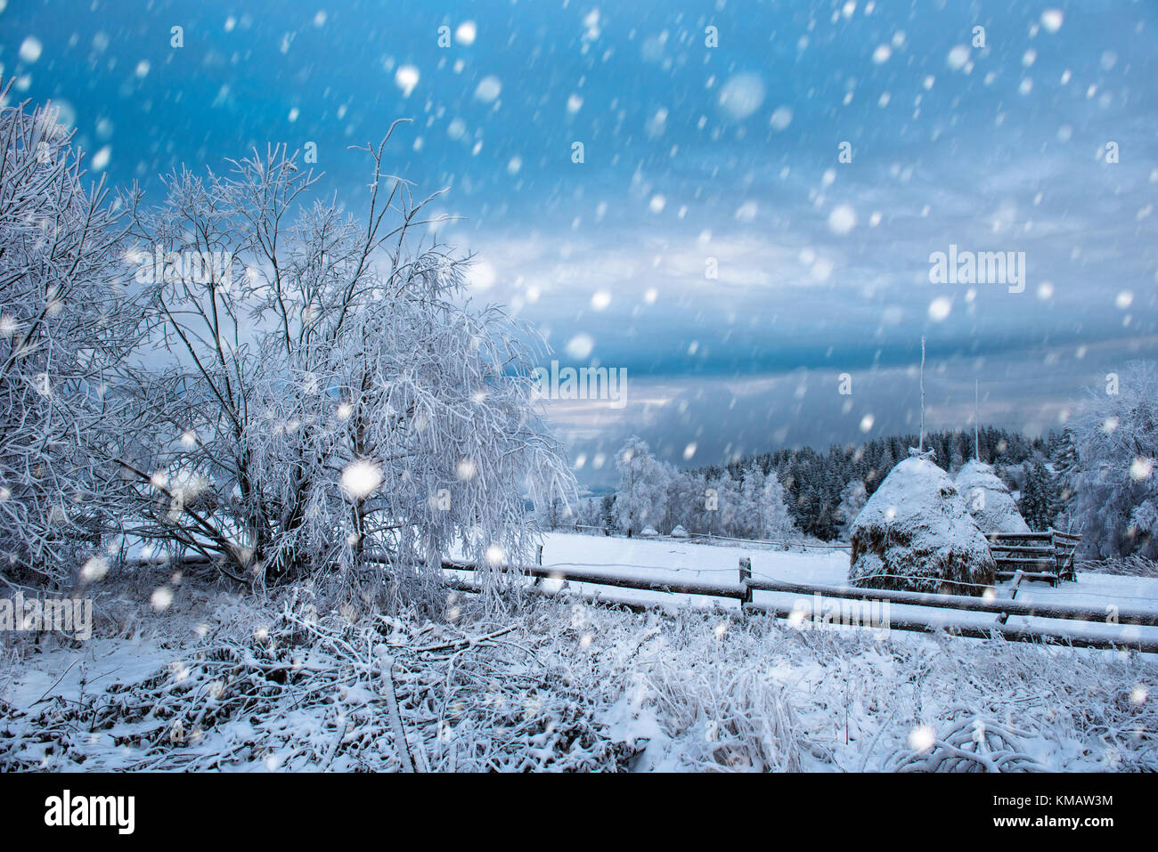 Fairy winter landscape with fir trees and snowfall. Christmas ...