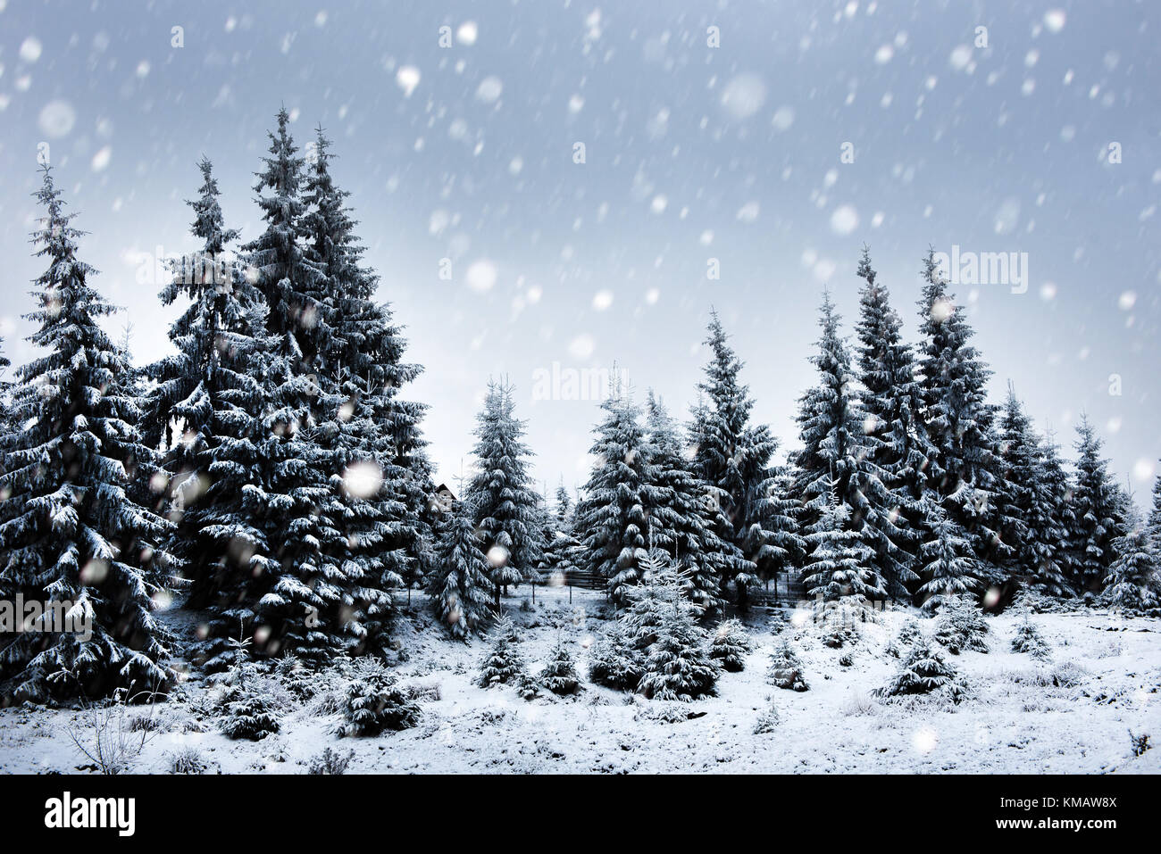 Fairy winter landscape with fir trees and snowfall. Christmas ...