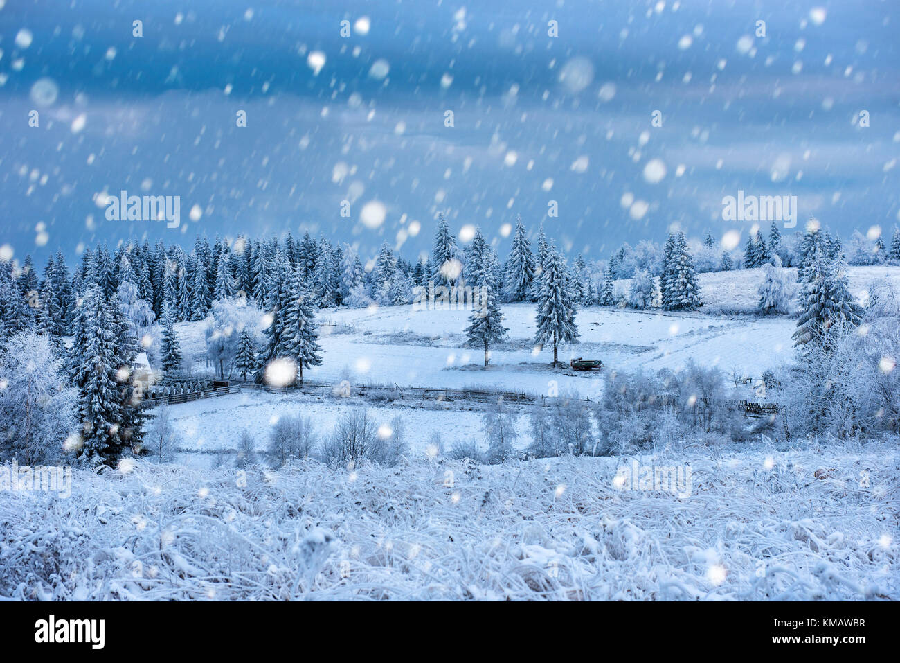 Fairy winter landscape with fir trees and snowfall. Christmas ...